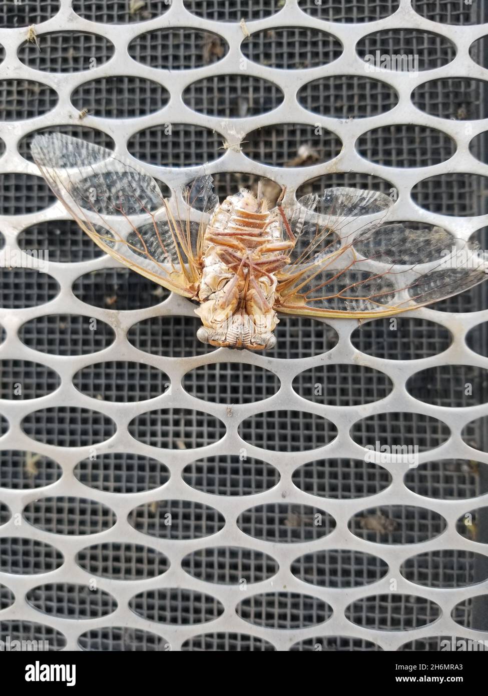 Top view shot of an insect on a black and white background Stock Photo ...