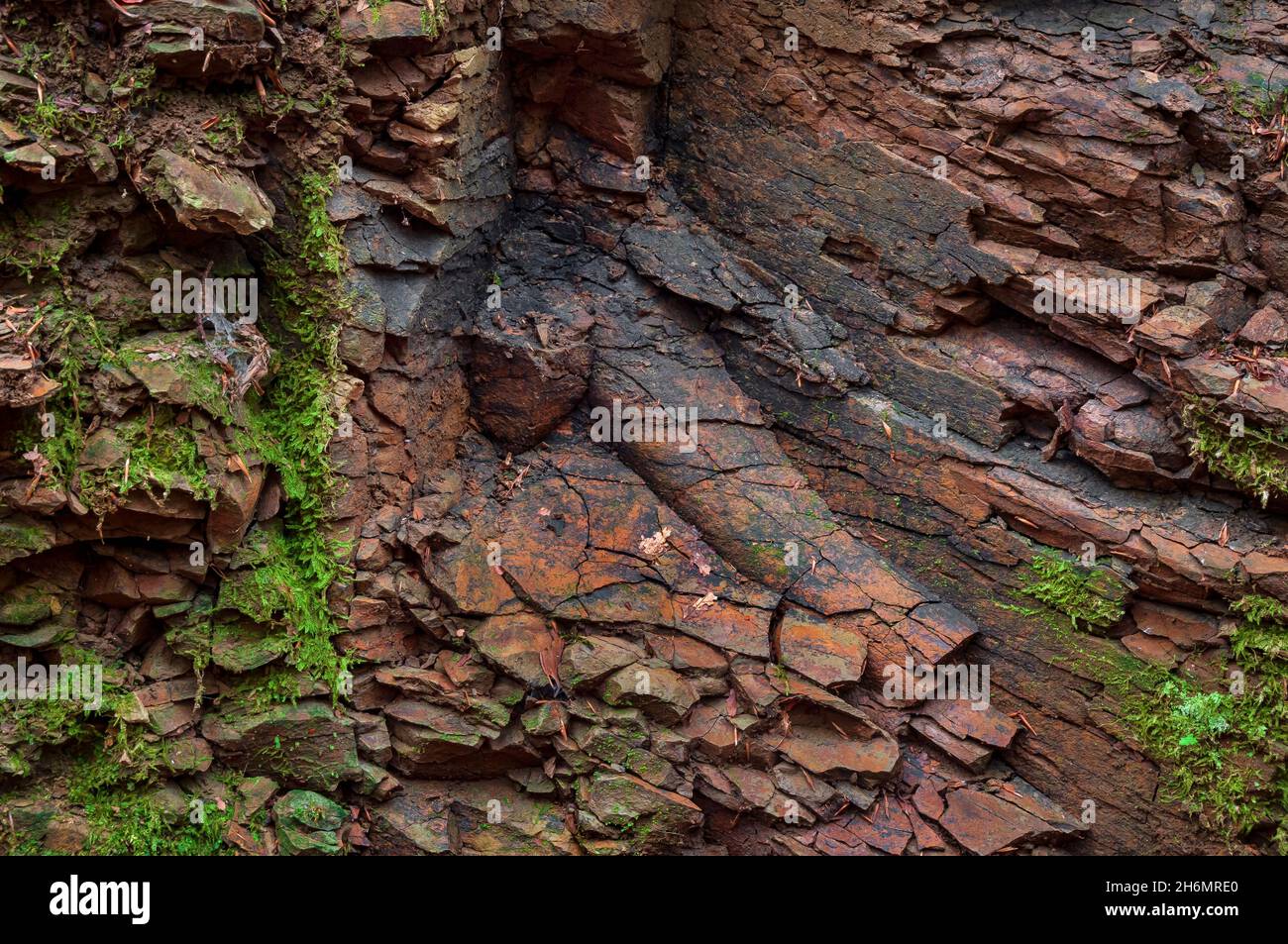 Lepidodendron High Resolution Stock Photography and Images - Alamy