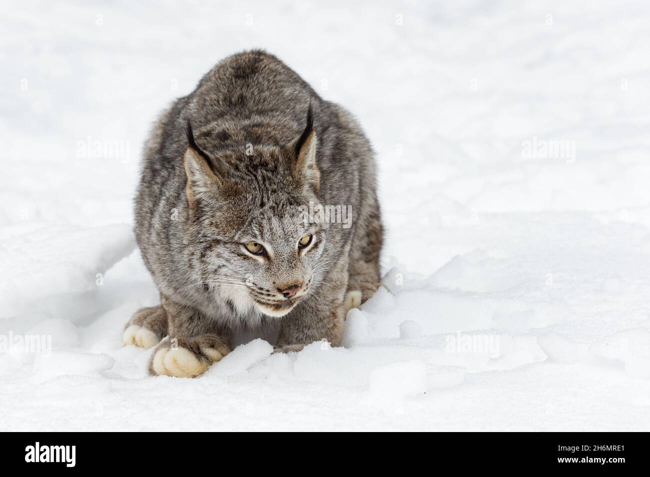Bobcat lynx rufus in winter hi-res stock photography and images - Alamy