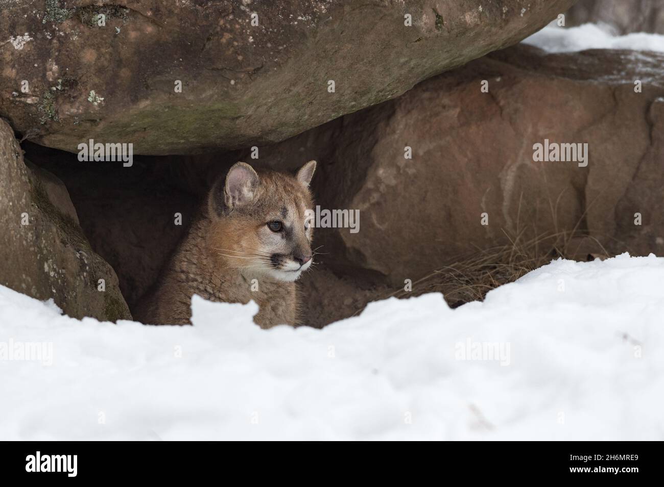 Animal den rocks hi-res stock photography and images - Alamy