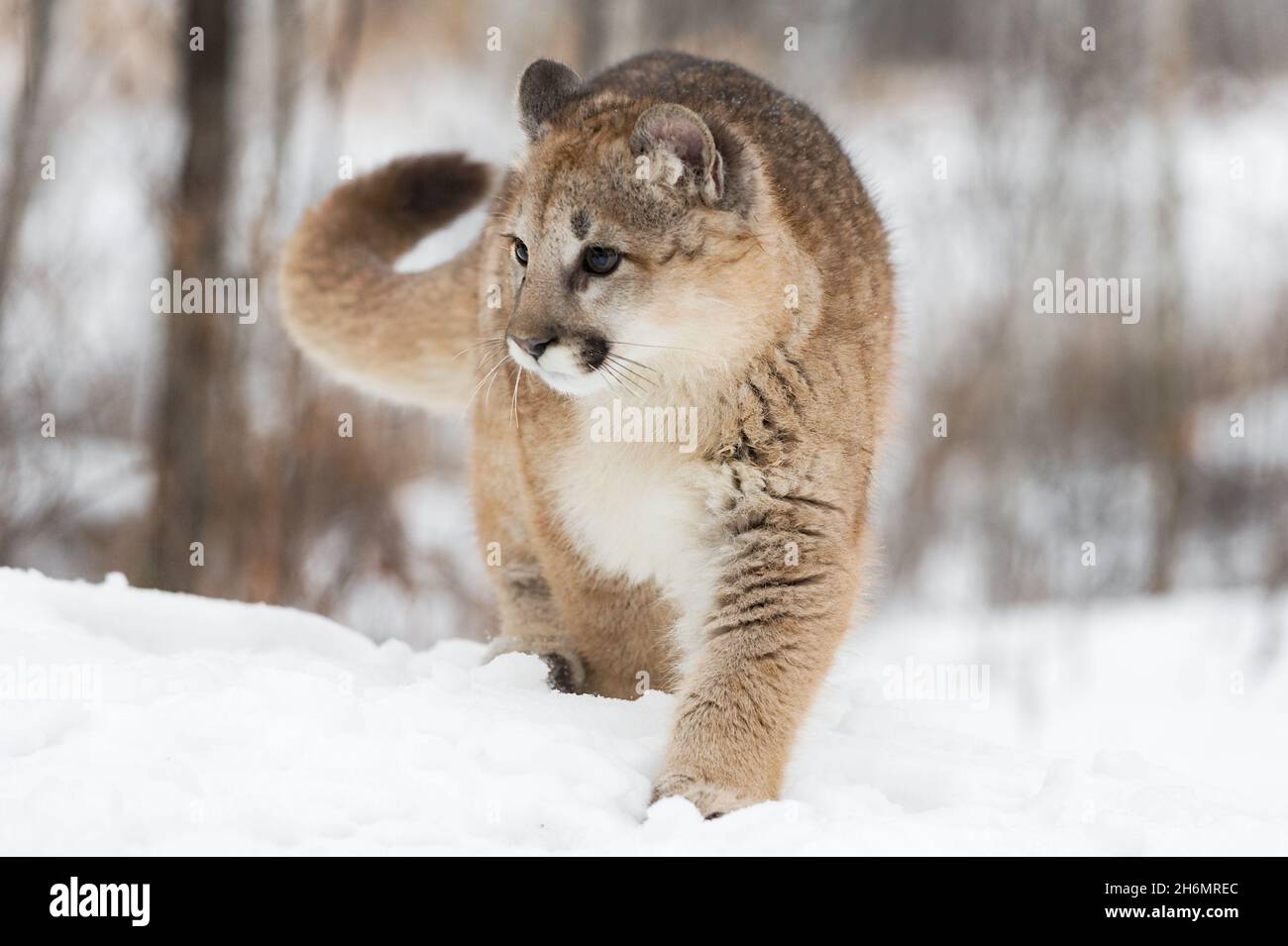 Female Cougar (Puma concolor) Steps and Turns Left Winter - captive ...