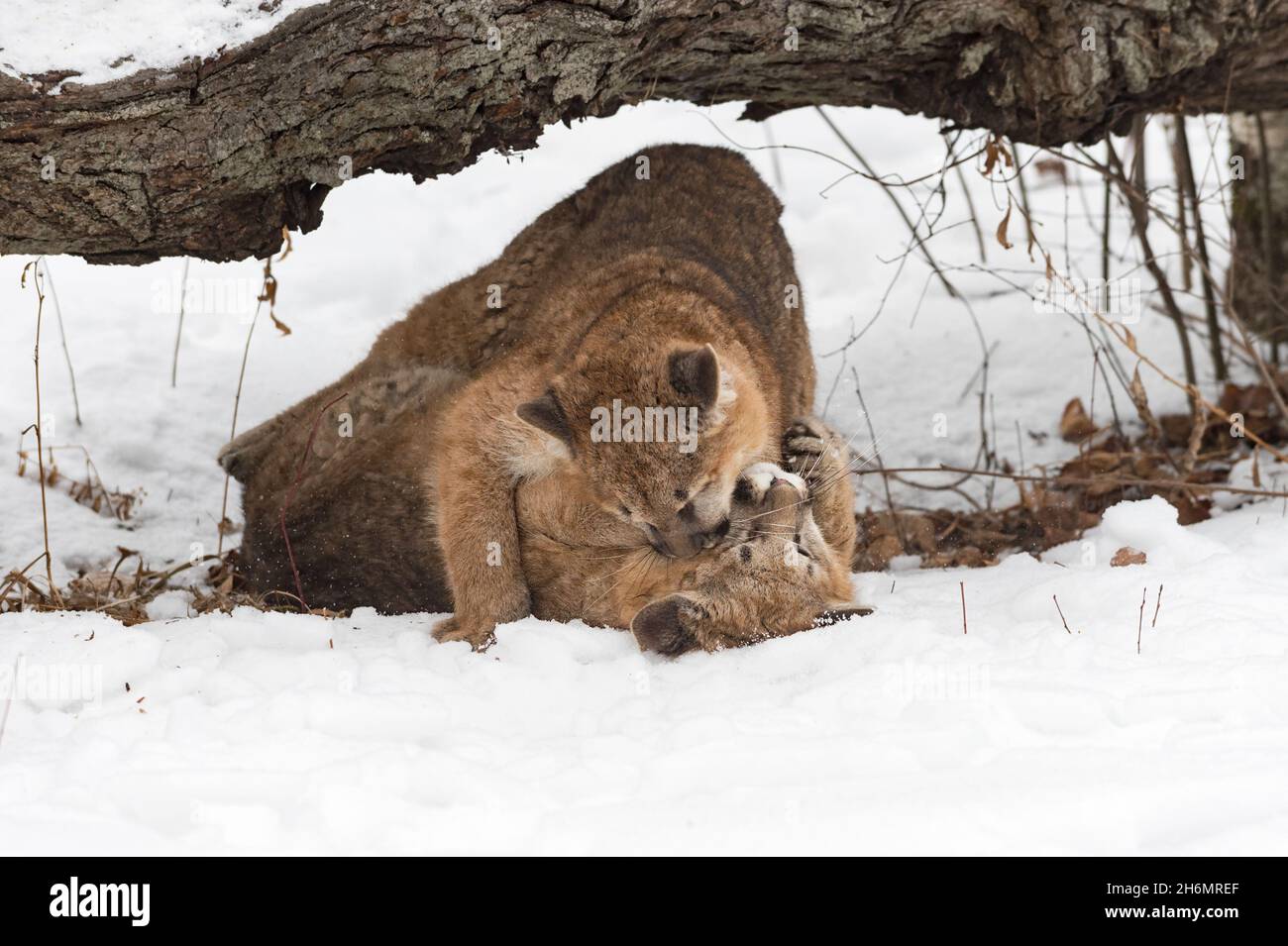 Female Cougar (Puma concolor) Bites Playfully at Face of Sibling While ...
