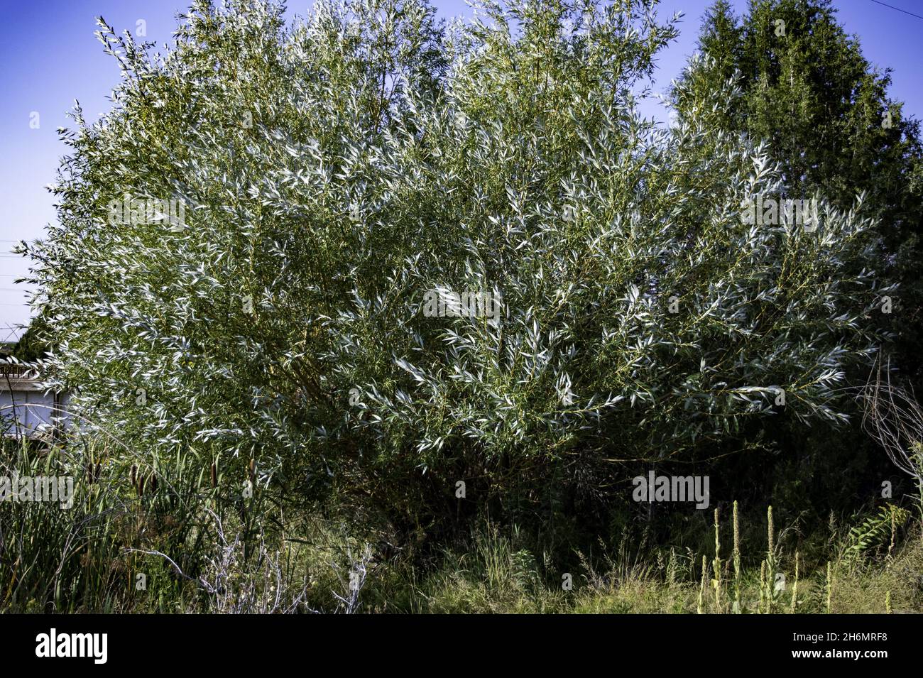 Large birch tree hi-res stock photography and images - Alamy
