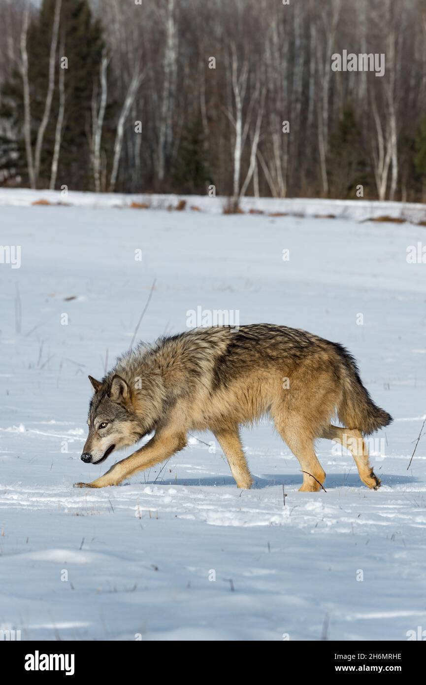Grey Wolf (Canis lupus) Walks Left in Snowy Field Winter - captive ...