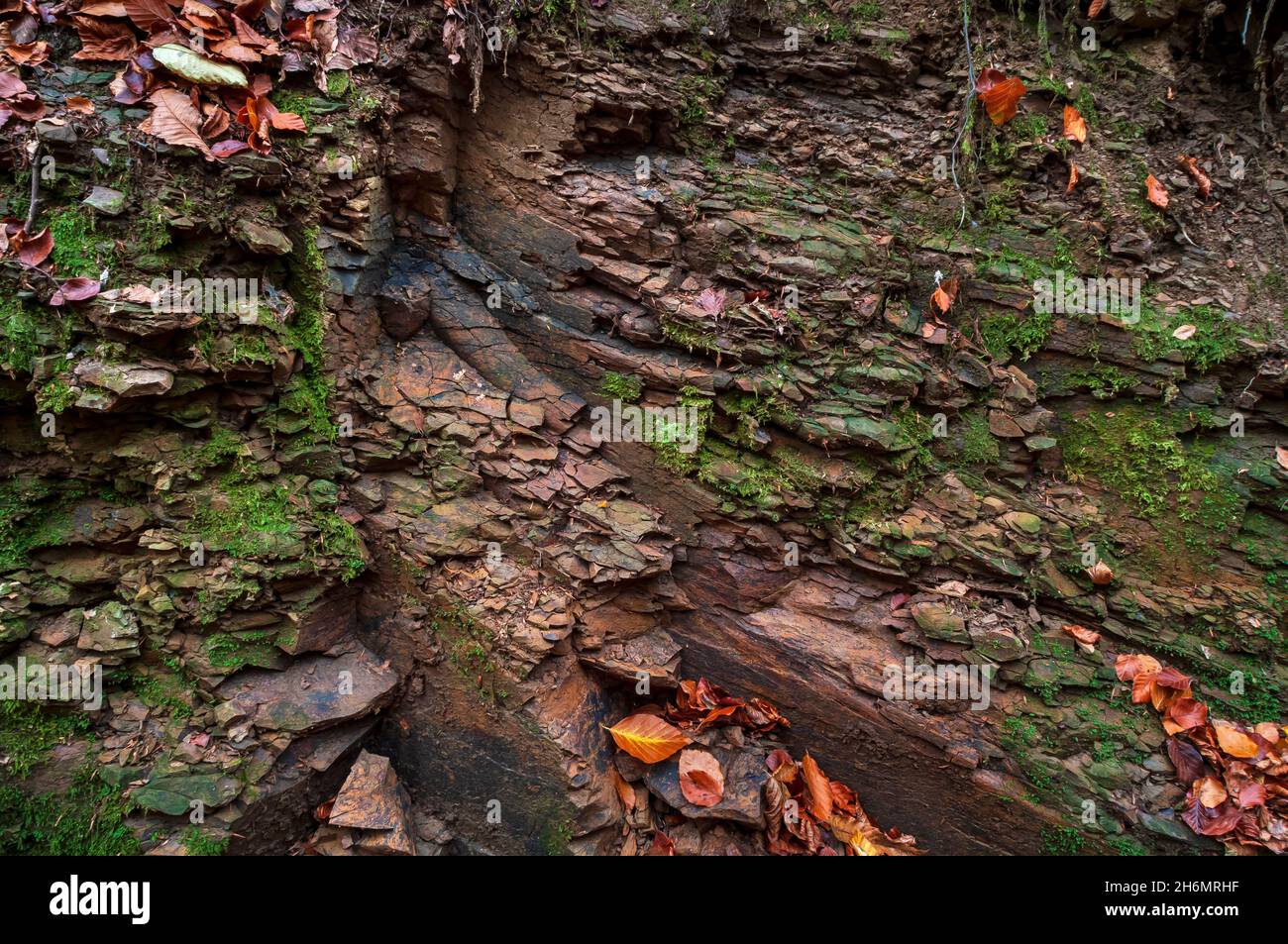 Lepidodendron hi-res stock photography and images - Alamy