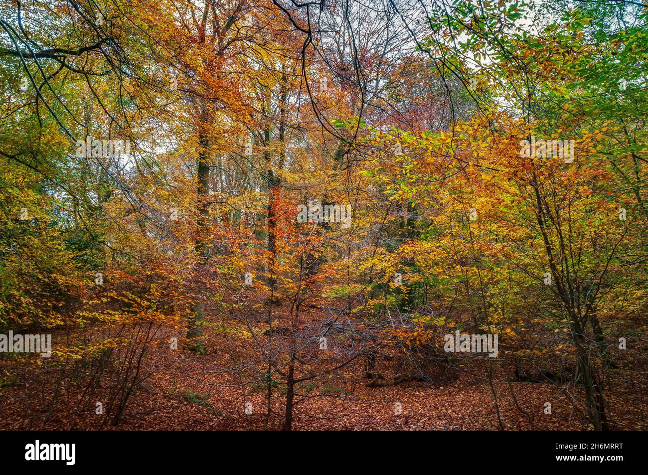 Bright autumn colours on tree foliage in Rollestone Wood, an ancient ...