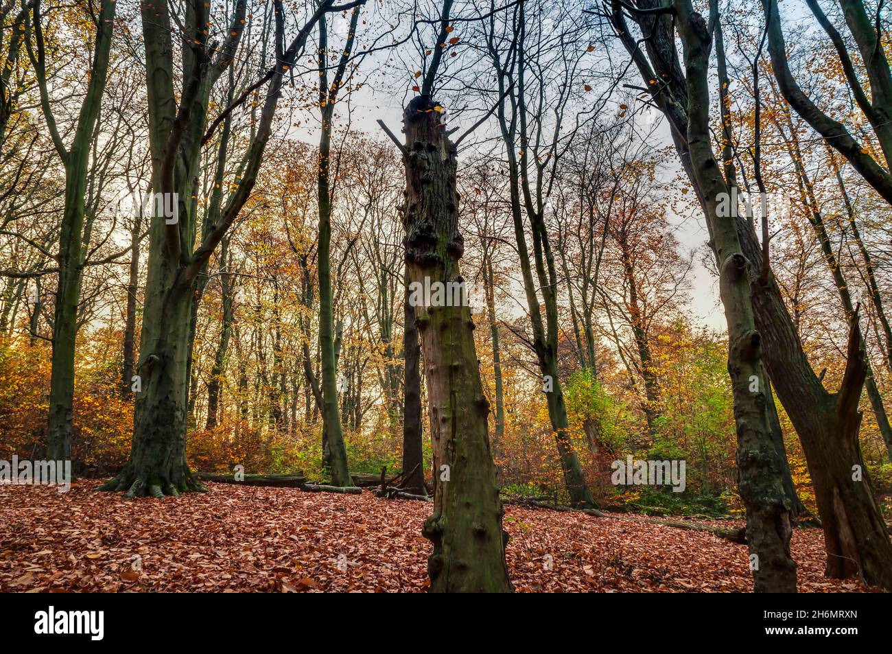 Beech, oak and silver birch trees on a slope with leaf litter in weak ...