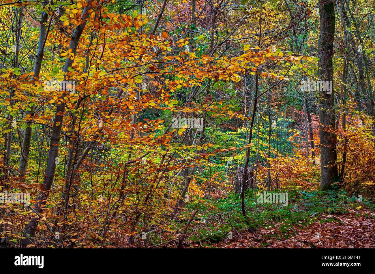 Bright autumn colours on tree foliage in Rollestone Wood, an ancient ...