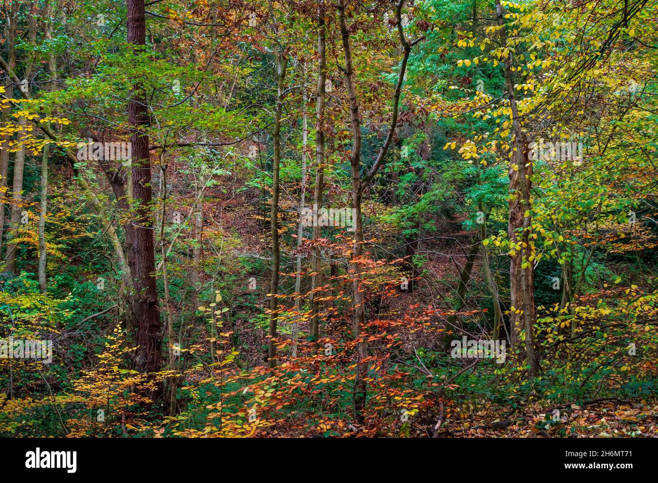 Silver birch tree on bank hi-res stock photography and images - Alamy
