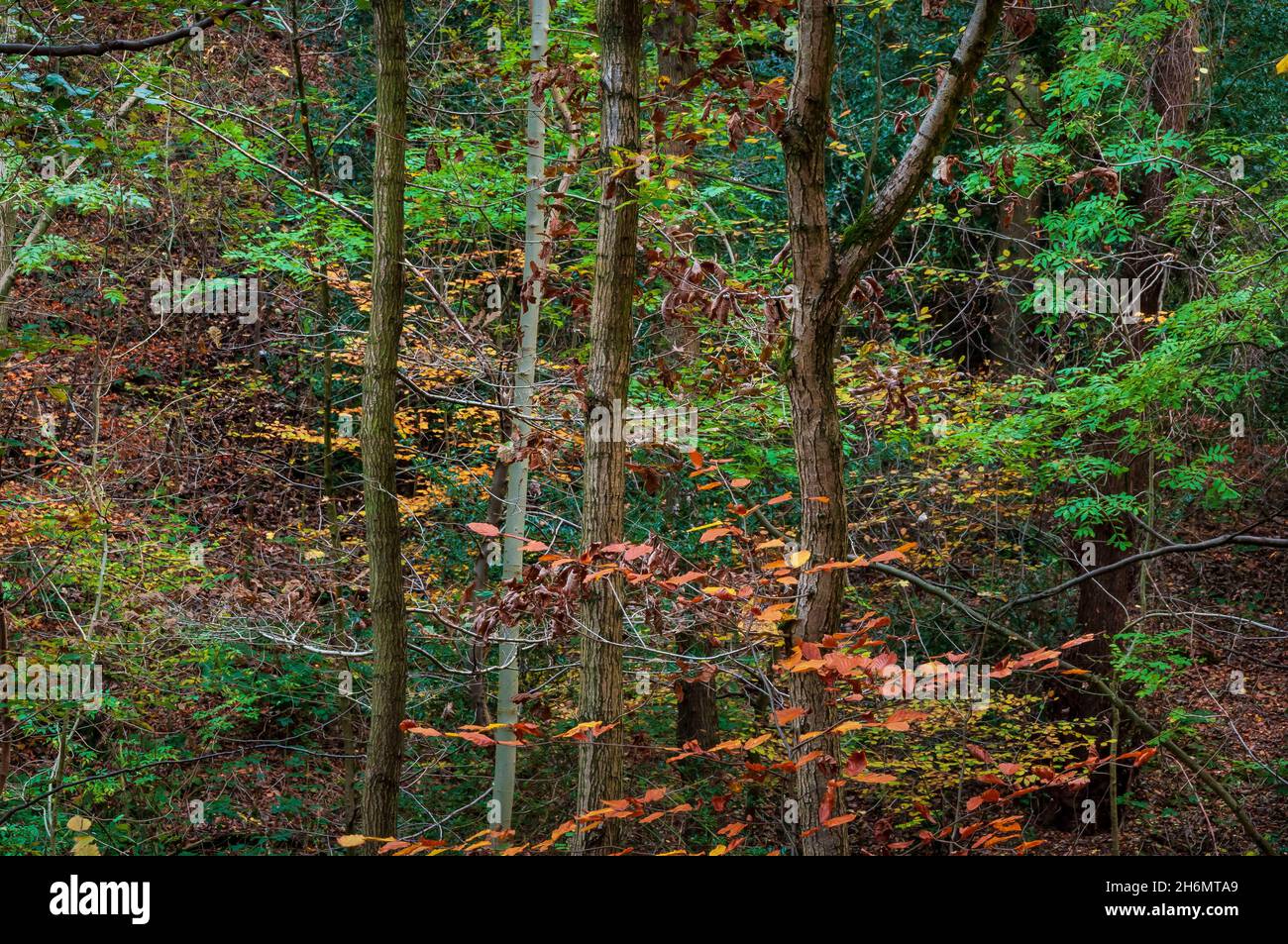 Bright autumn colours on tree foliage in Rollestone Wood, an ancient ...