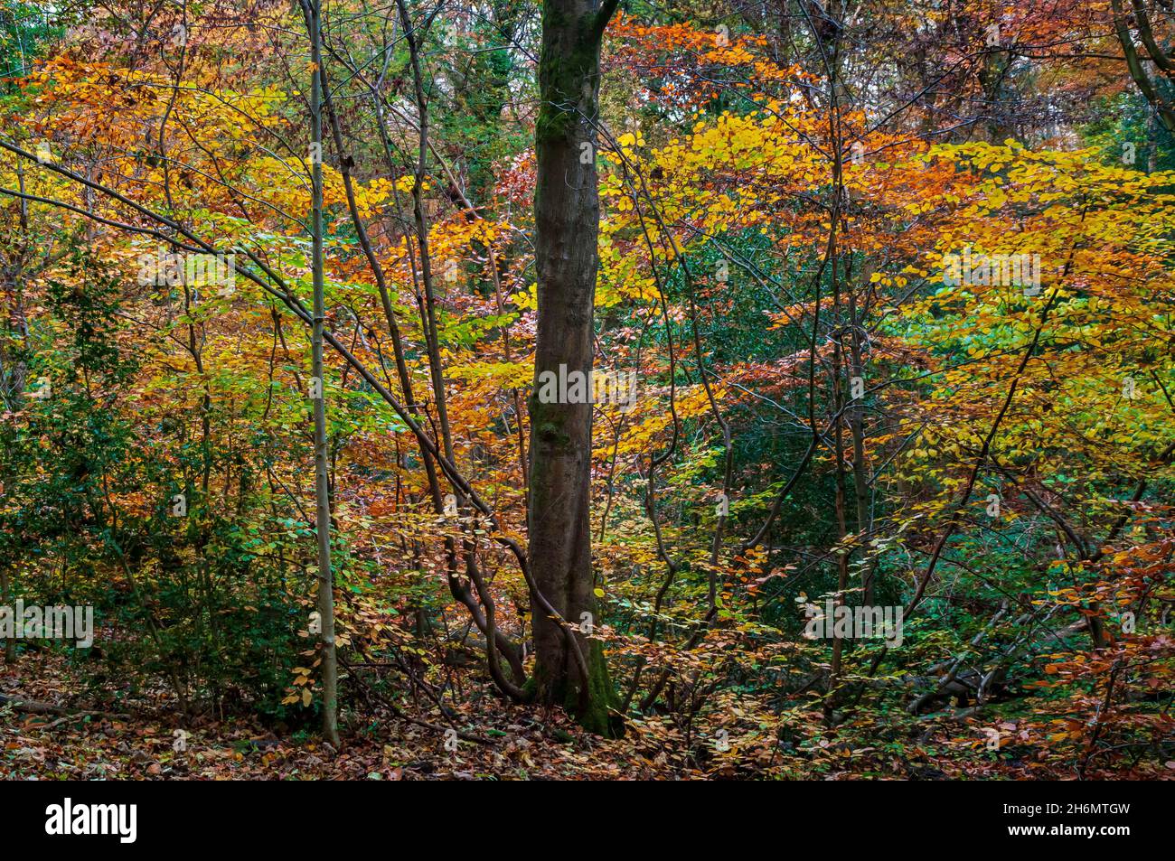 Silver birch tree on bank hi-res stock photography and images - Alamy