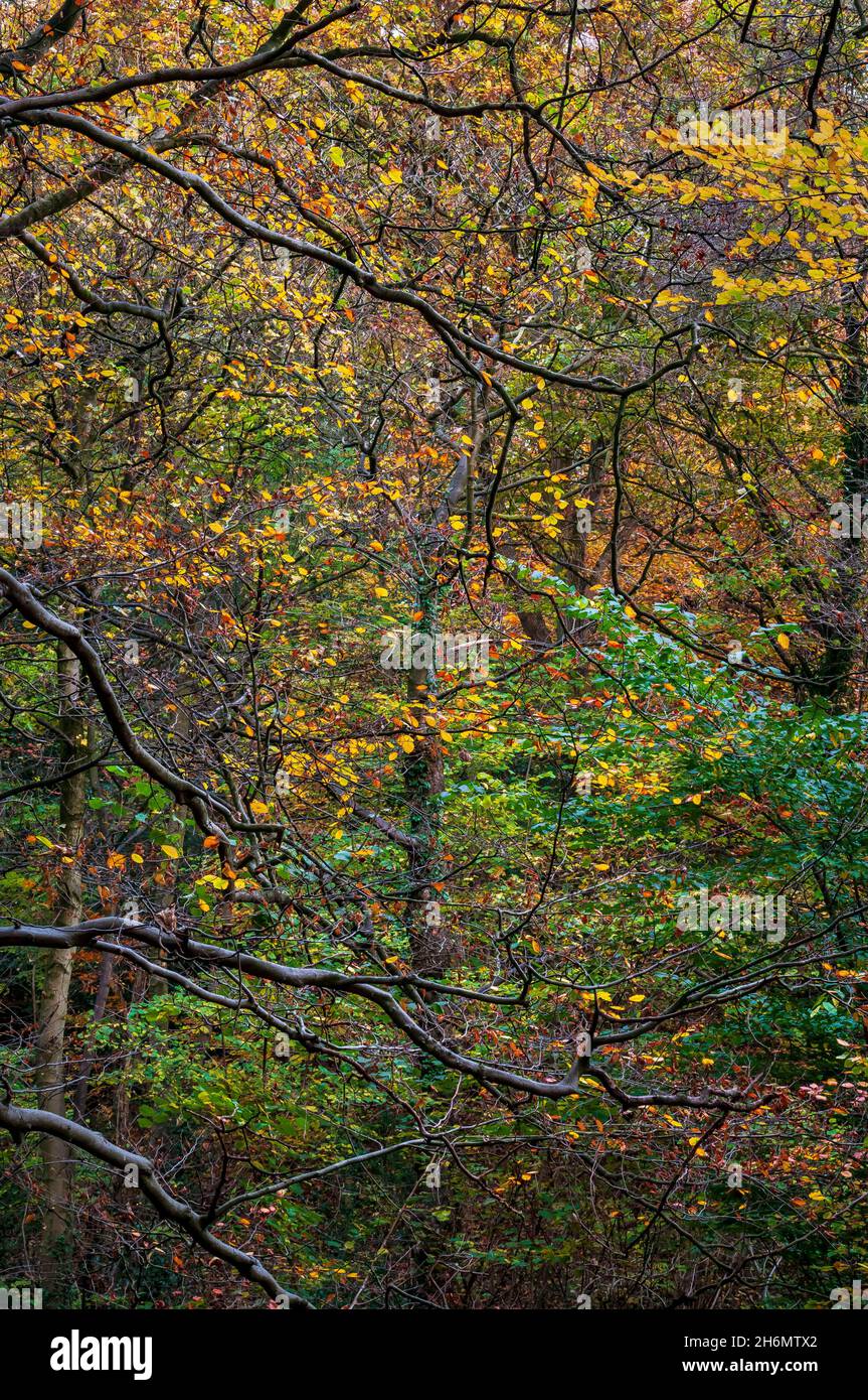 Bright autumn colours on tree foliage in Rollestone Wood, an ancient ...