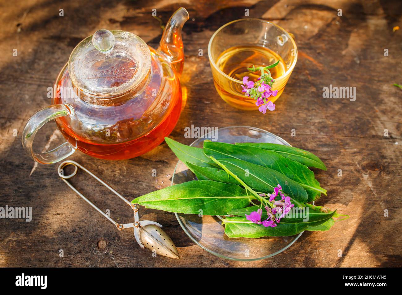 cup of herbal tea with fresh leaves and flowers Matthiola incana ...