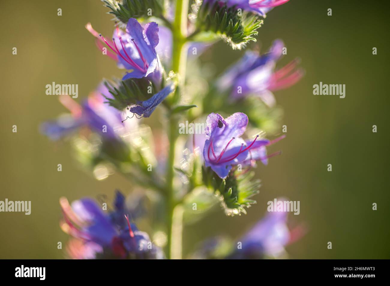 Blue melliferous flowers of Echium vulgare viper's bugloss and blueweed ...