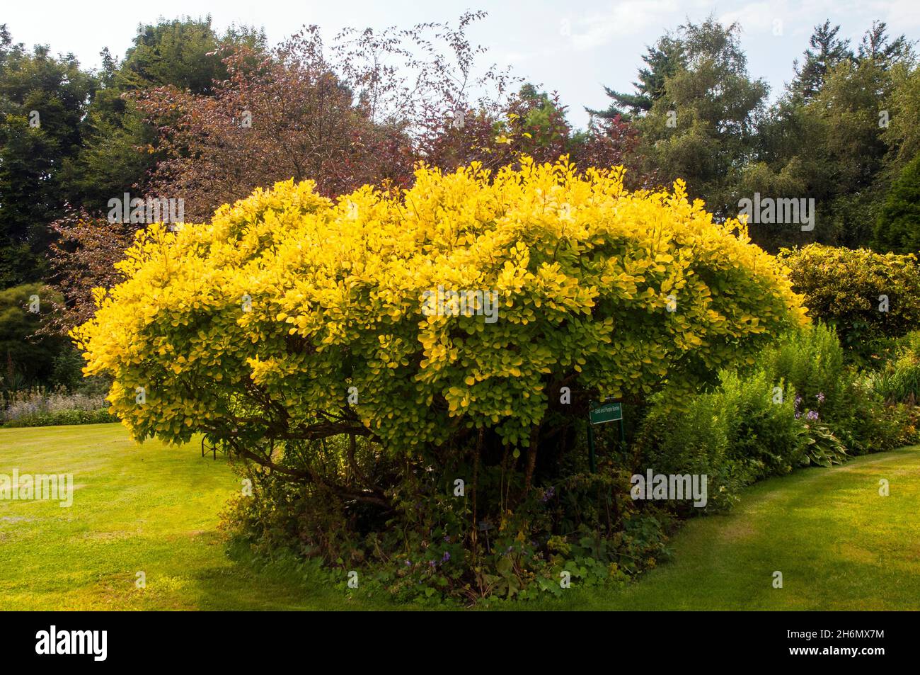 Cotinus coggygria golden spirit hi-res stock photography and images - Alamy