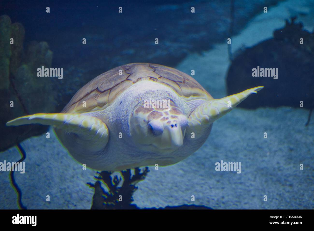 Closeup of a marine turtle in an aquarium in Omaha, Nebraska Stock ...