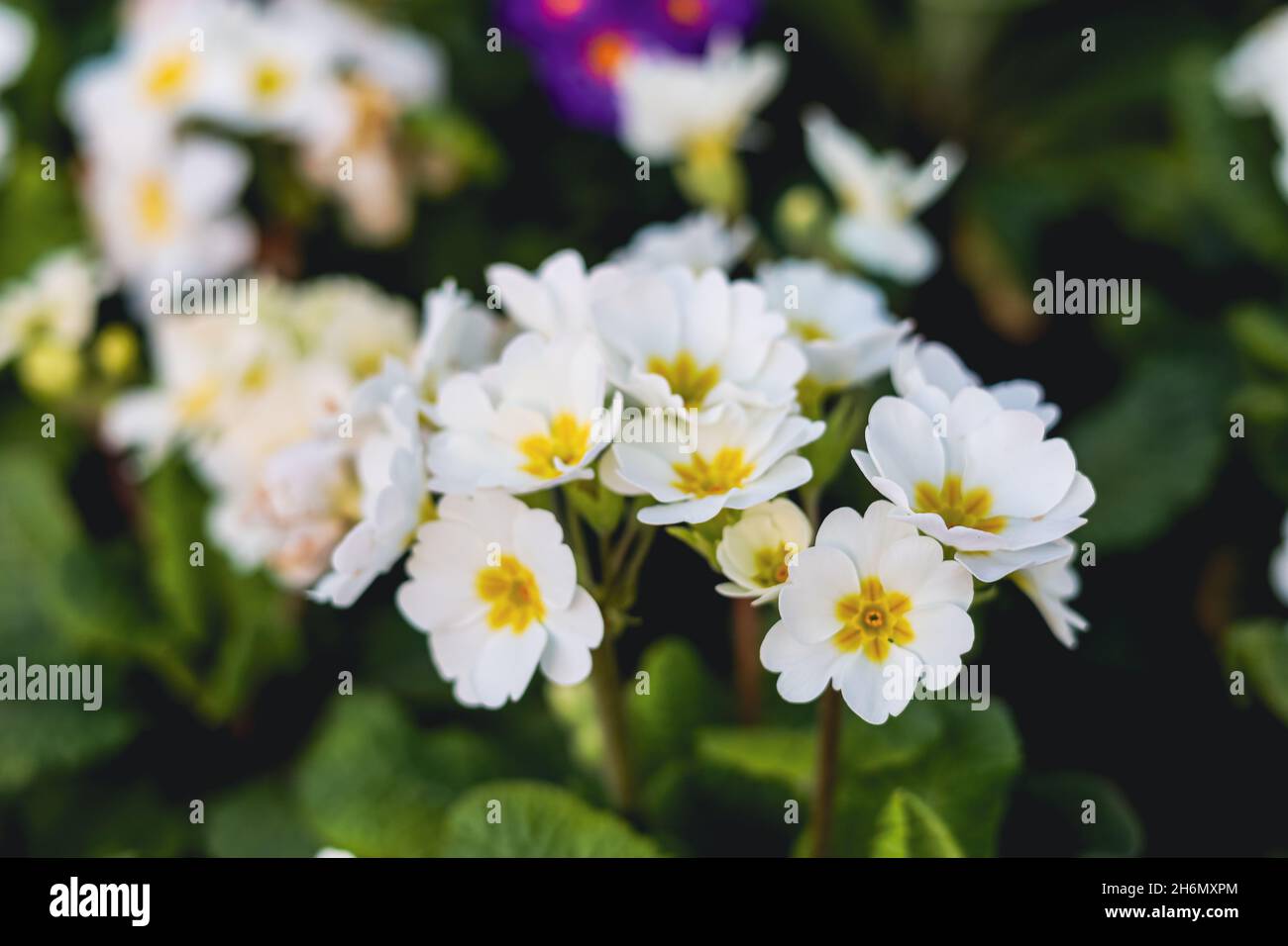Bunch of flowers close up Stock Photo - Alamy