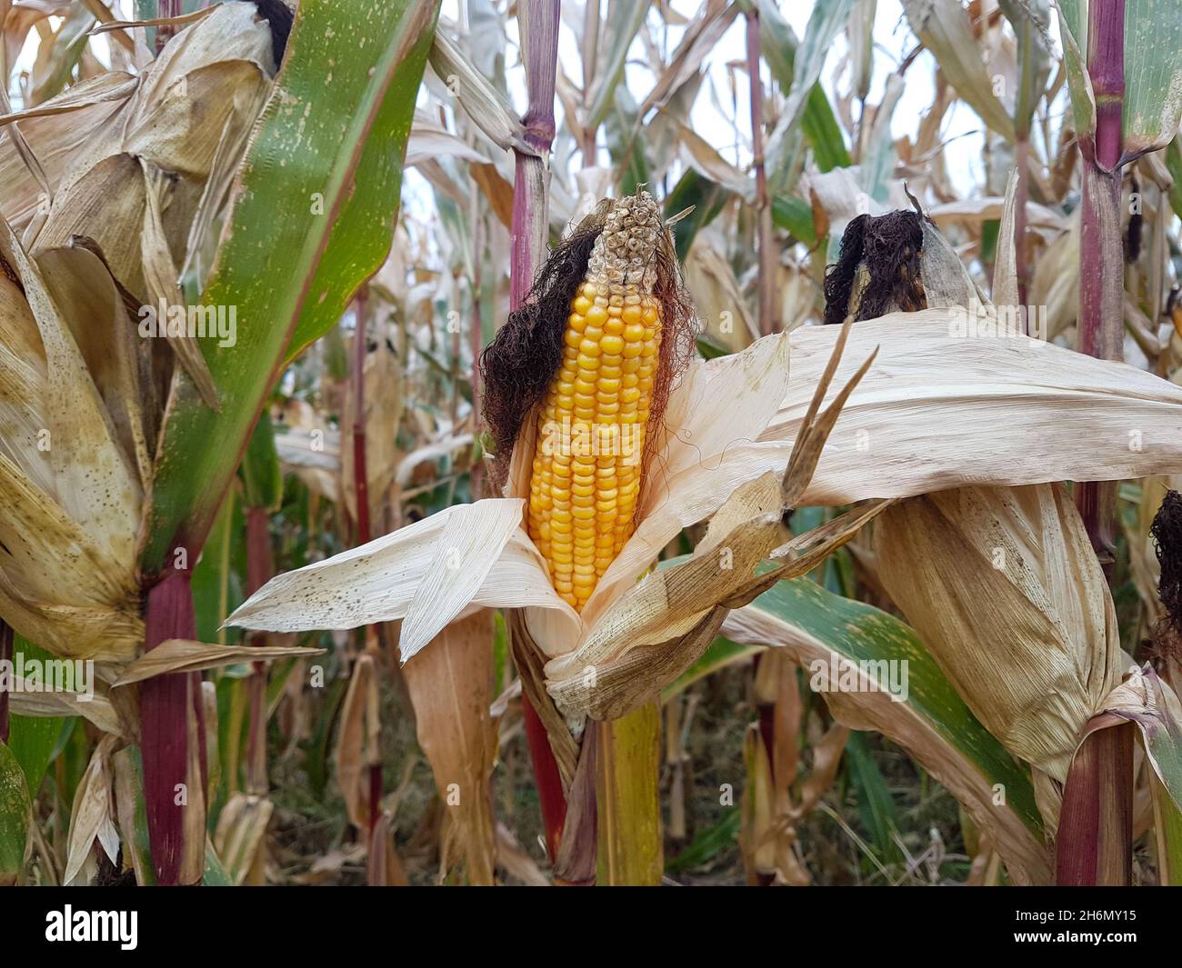 Closeup of corn on the cob growing on a maize farm Stock Photo - Alamy
