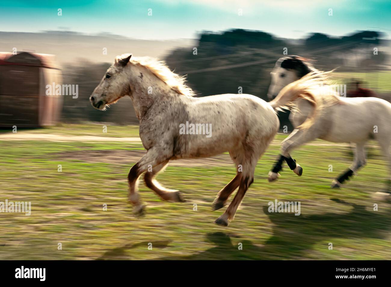 White horses running hi-res stock photography and images - Alamy