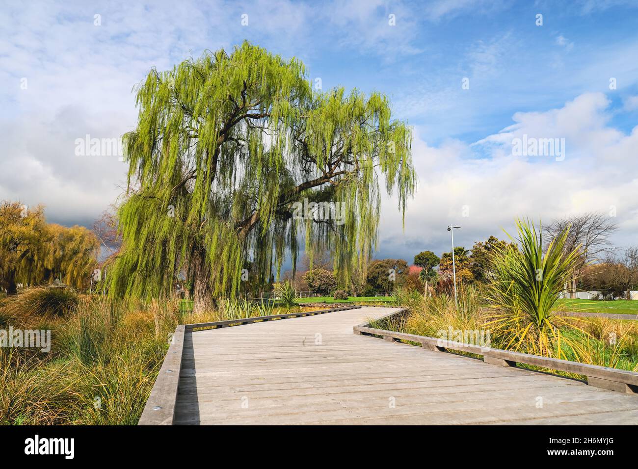 Willow tree by pathway Stock Photo - Alamy