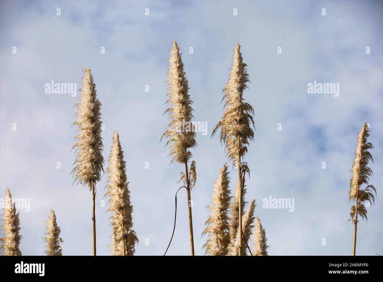 Pampus hi-res stock photography and images - Alamy