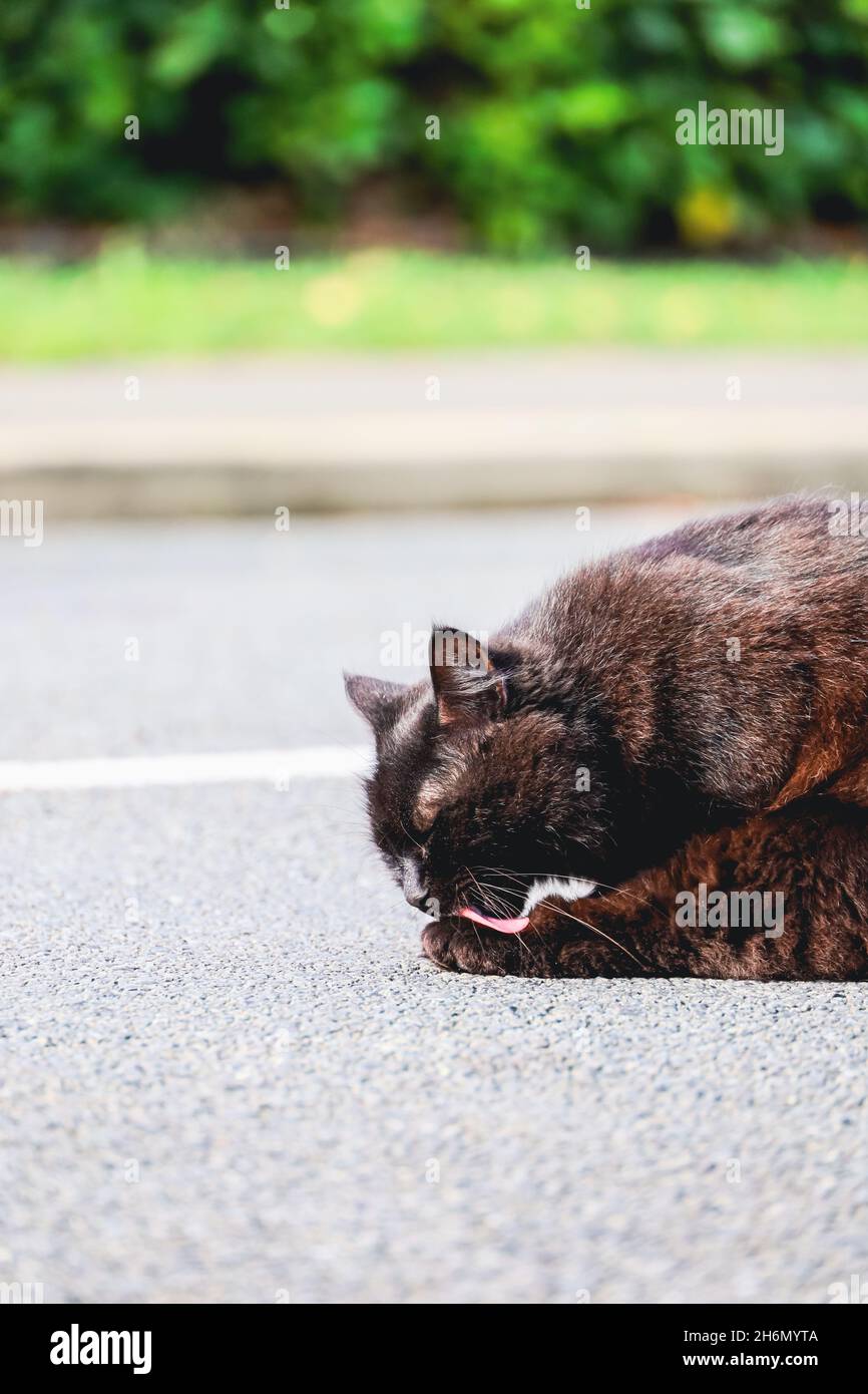 Cat licking paw Stock Photo - Alamy