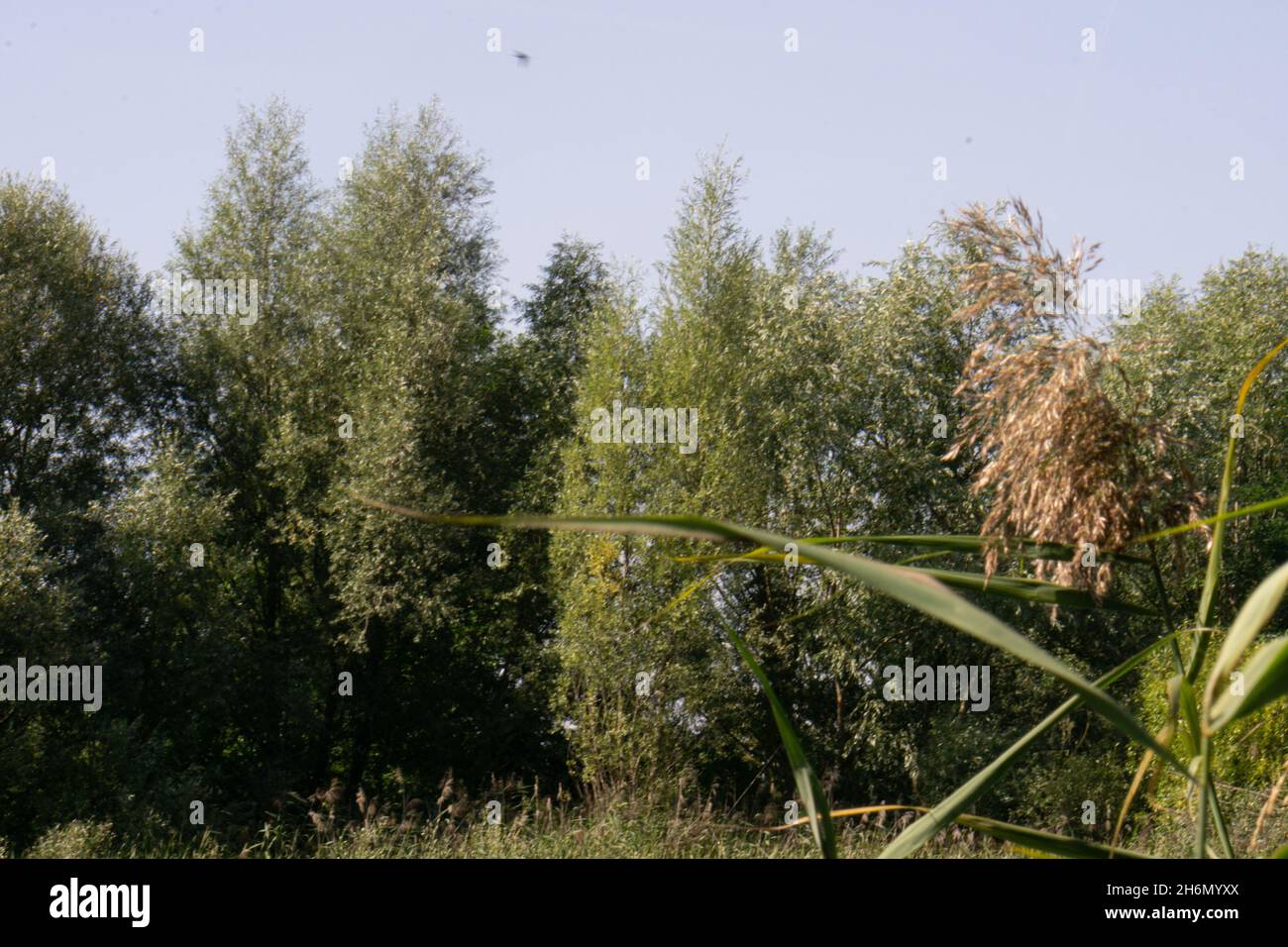 Landscape of green forest in the morning Stock Photo - Alamy