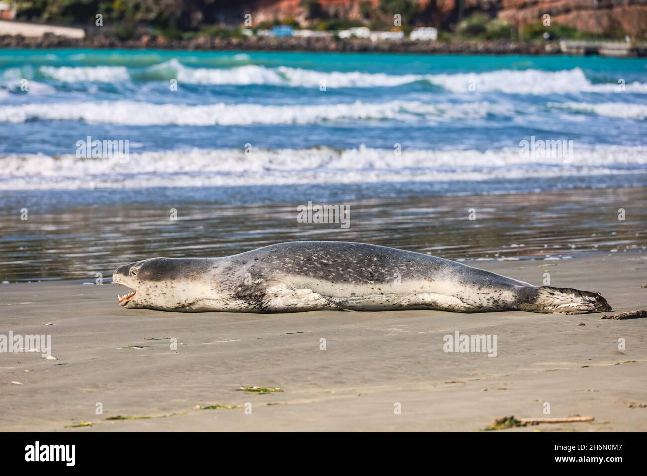 Leopard Seal on the beach Stock Photo - Alamy