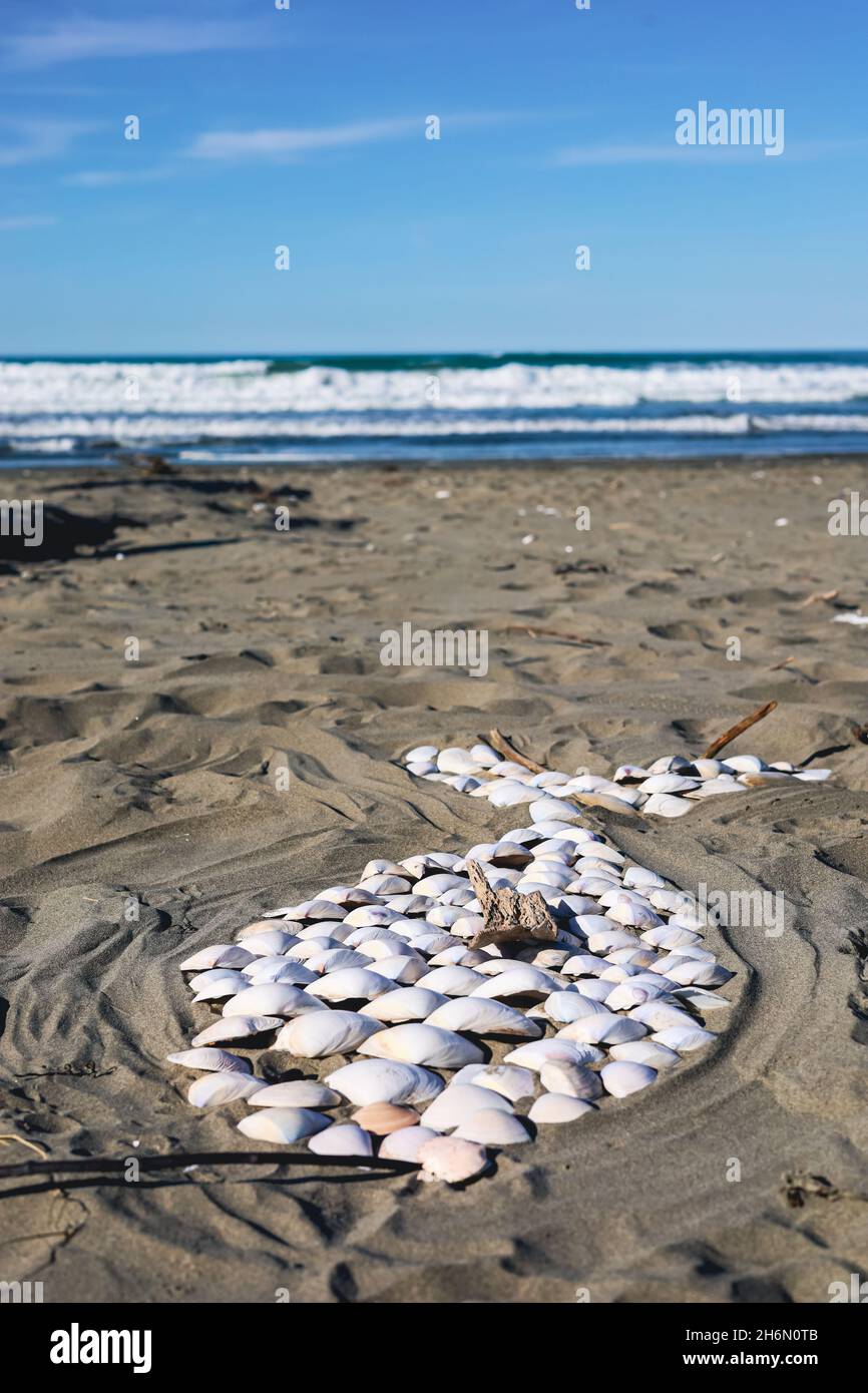 Nz fish hi-res stock photography and images - Alamy