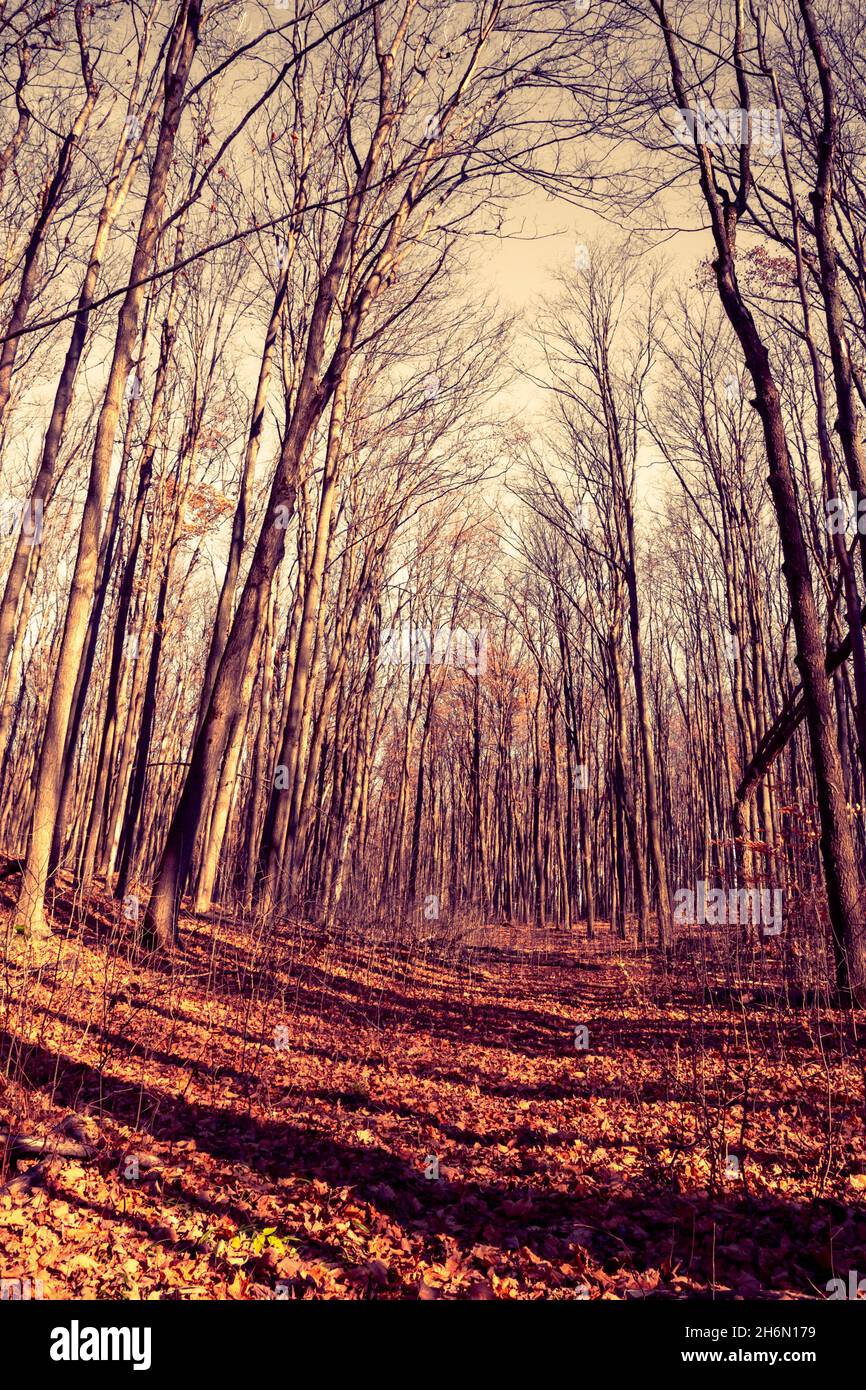 long shadows and high contrast captured in Mono Cliffs, Ontario Stock ...