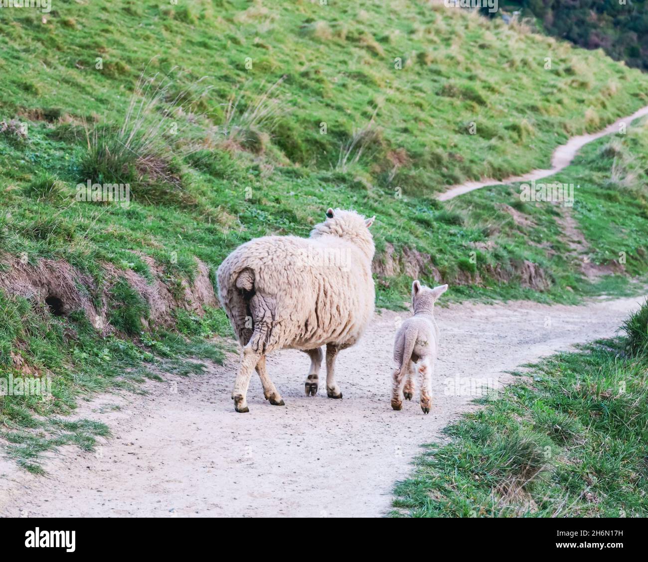 Sheep and Lamb walking Stock Photo - Alamy