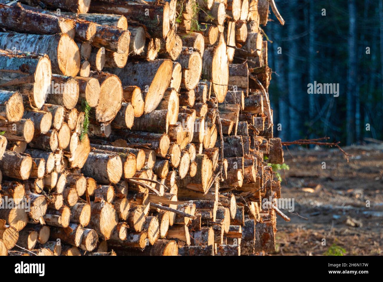 Forest pine and spruce tree logs. Log trunks pile, the logging timber ...