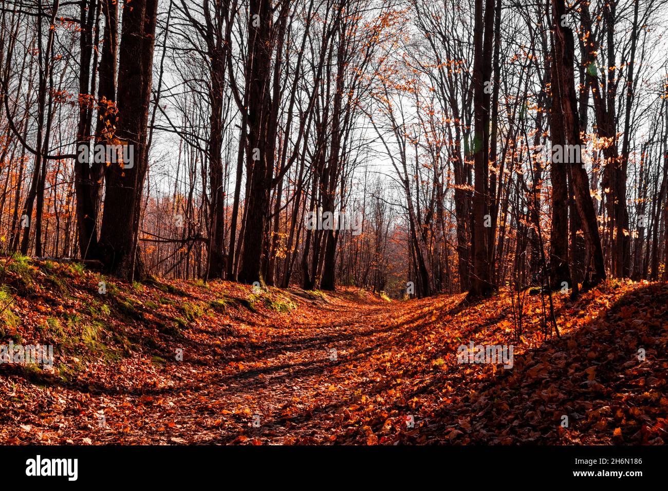long shadows and high contrast captured in Mono Cliffs, Ontario Stock ...