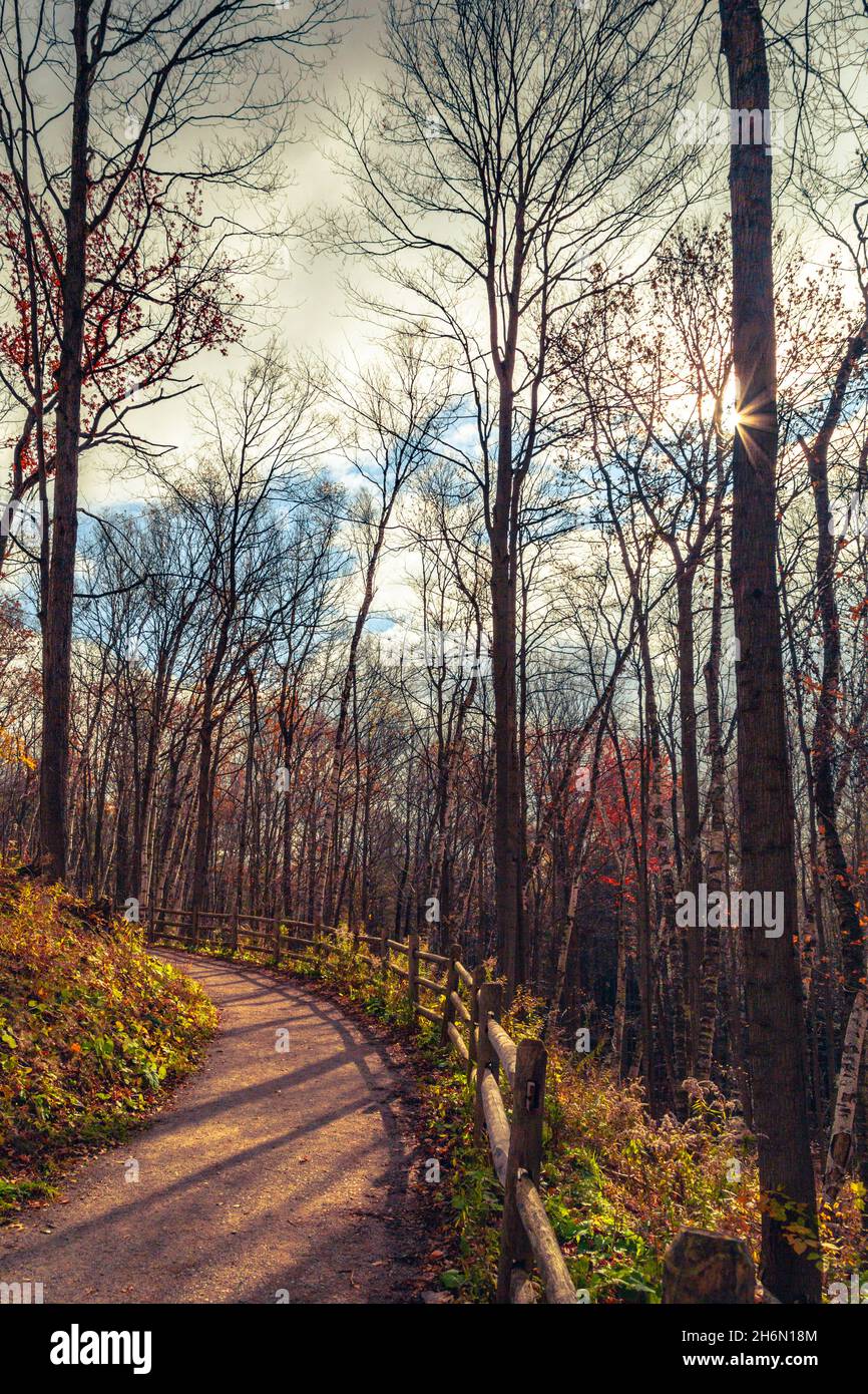 The foliage in Jefferson Forest is absolutely rad. the vast variety of ...