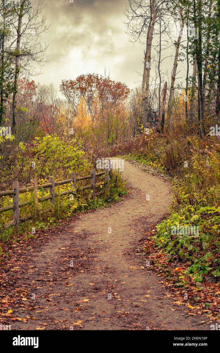 The foliage in Jefferson Forest is absolutely rad. the vast variety of ...