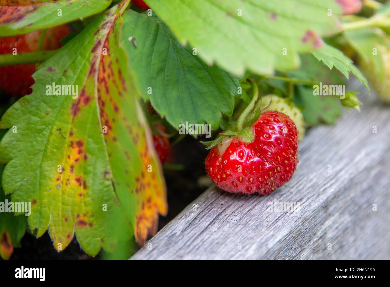 A closeup of a large wild red juicy organic strawberry that's attached ...