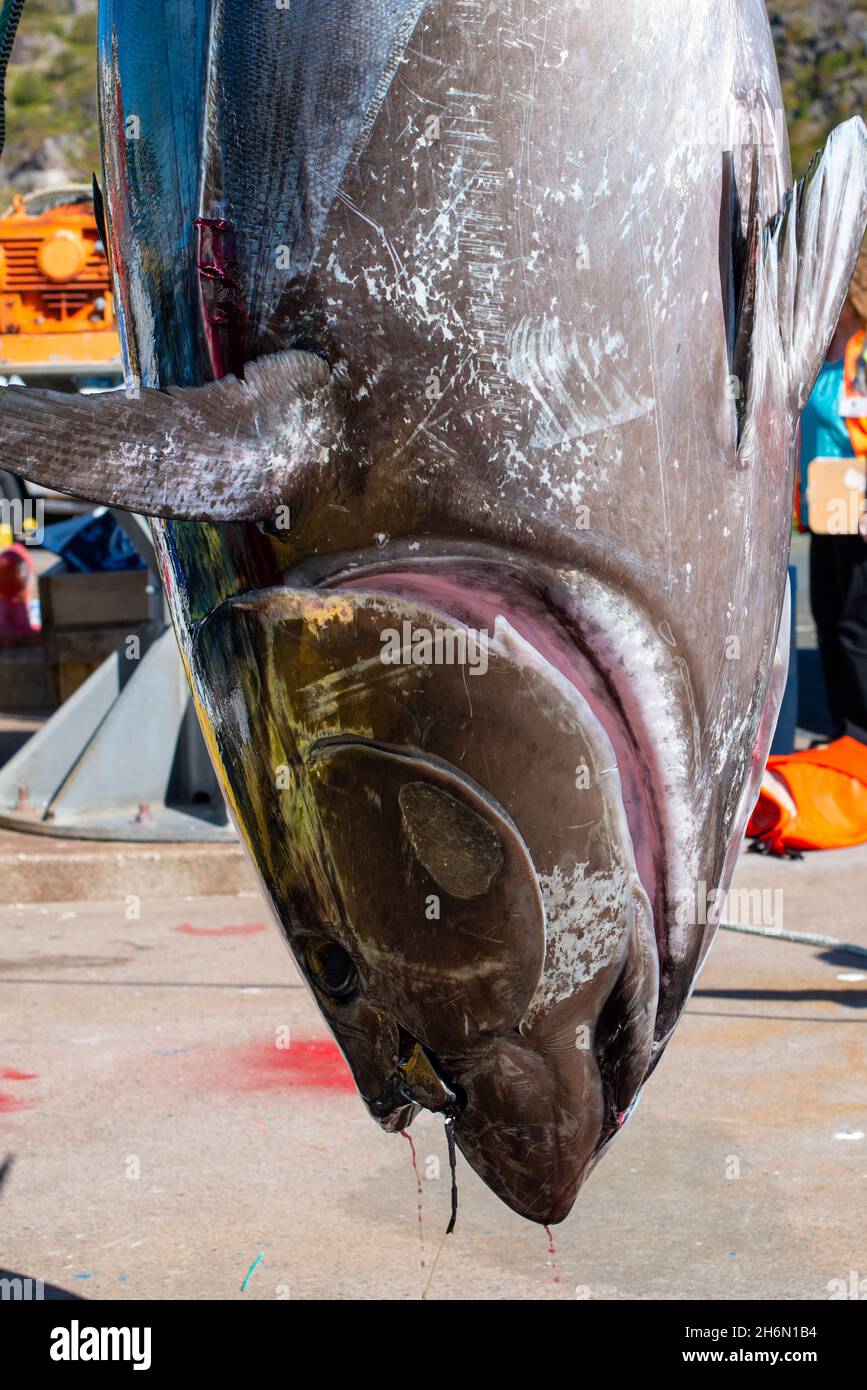A large fresh catch of Atlantic bluefin tuna hangs ikejime style for ...