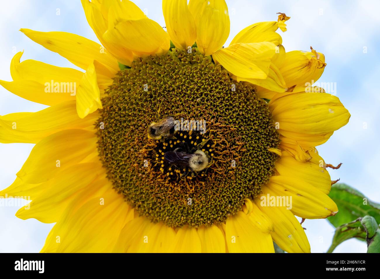 Collecting flower seeds hi-res stock photography and images - Alamy