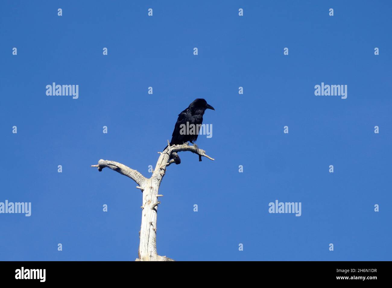 Crow dead hi-res stock photography and images - Alamy