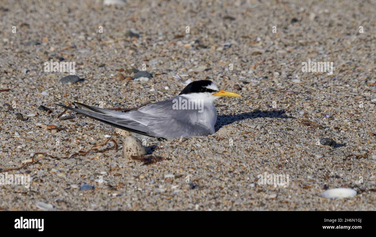 little tern sits on a nest beside an empty egg shell Stock Photo - Alamy