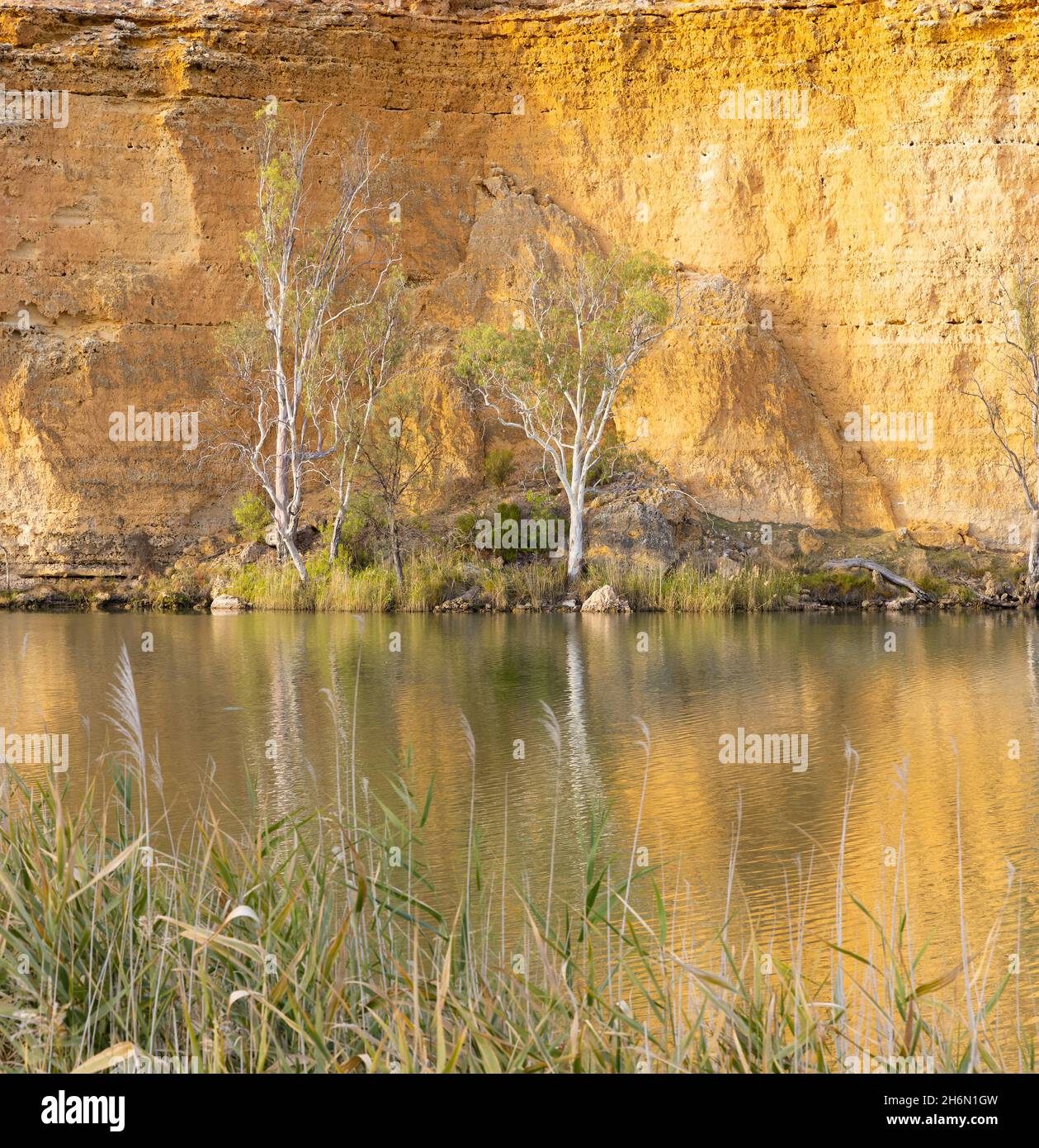 Australia autumn gum tree hi-res stock photography and images - Alamy