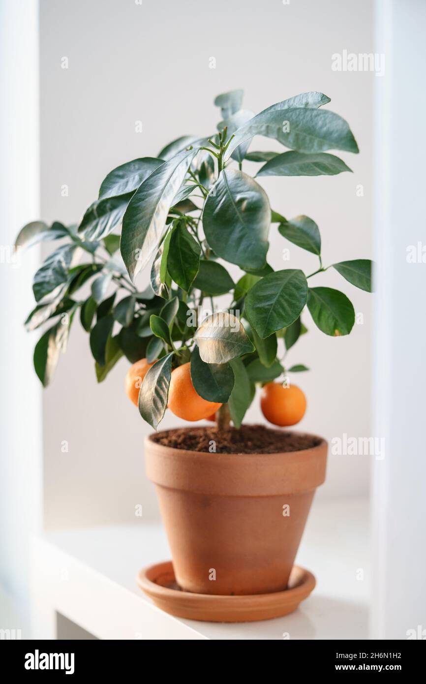 Small tangerine fruit tree with mandarin in terracotta pot. Little ...