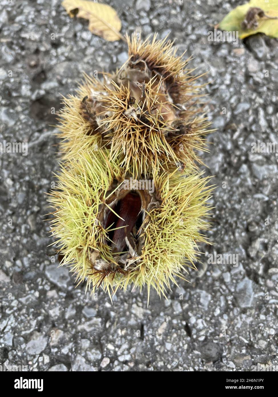 Vertical shot of a thorny dwarf chestnut plant on a rocky background ...