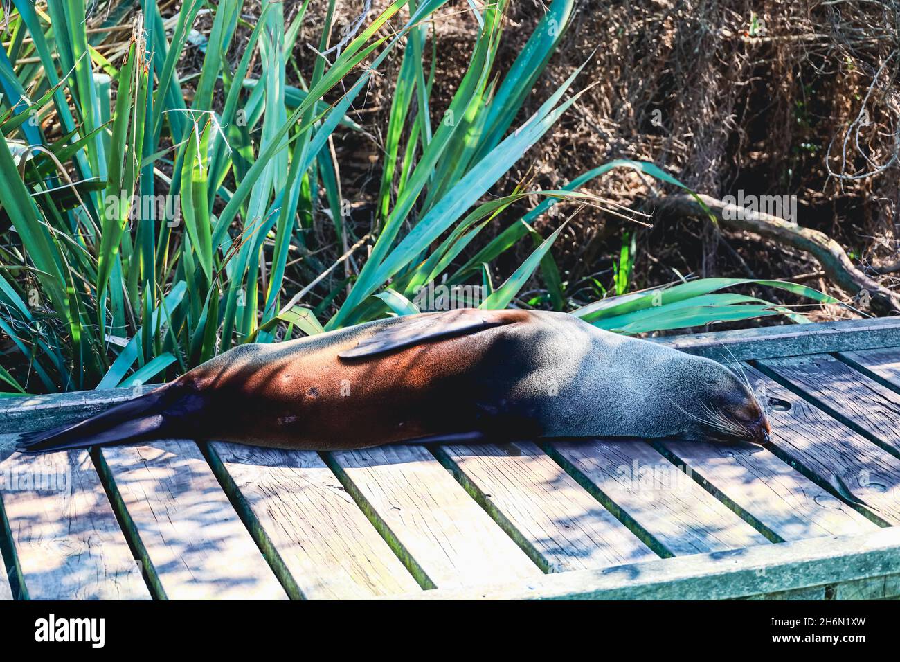 Seal sleeping on path Stock Photo - Alamy