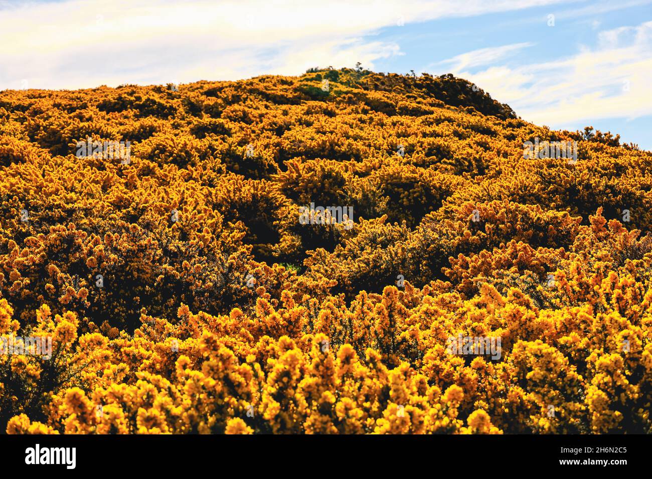 Love weed hi-res stock photography and images - Alamy