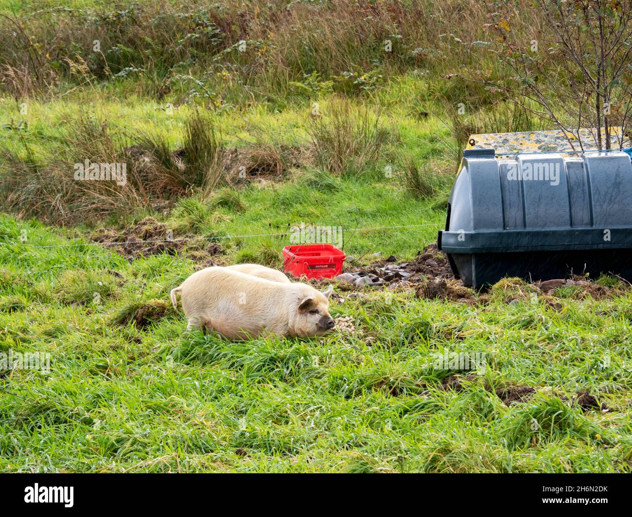Rare breed pigs being reared on a croft in Broadford, Isle of Skye ...