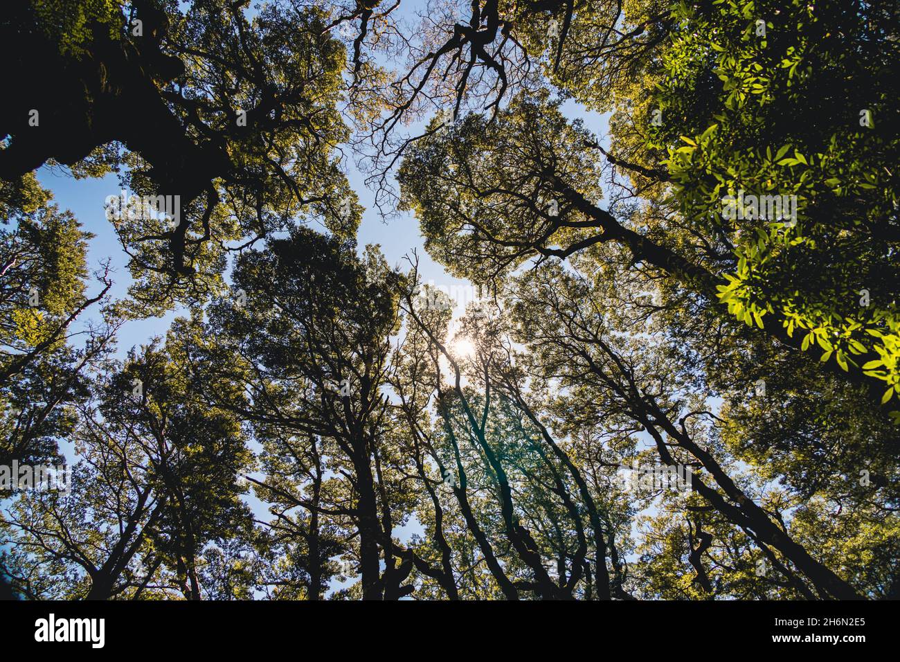 Wild canopy tree hi-res stock photography and images - Alamy