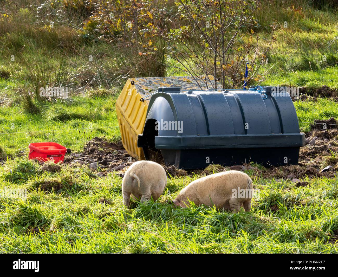 Rare breed pigs being reared on a croft in Broadford, Isle of Skye ...