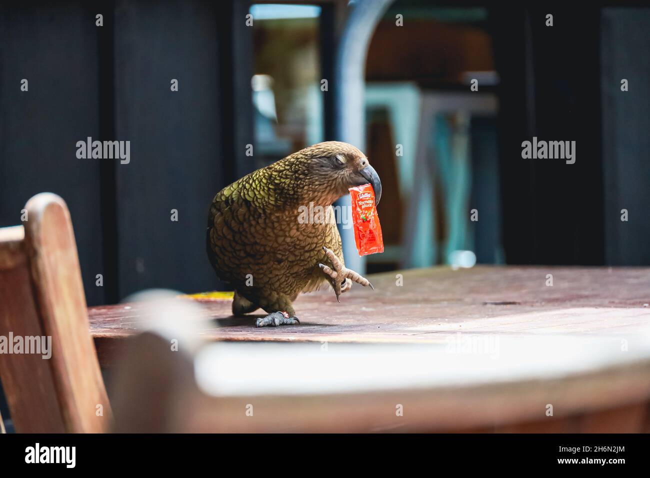 Kea Parrot Bird stealing Food Stock Photo - Alamy