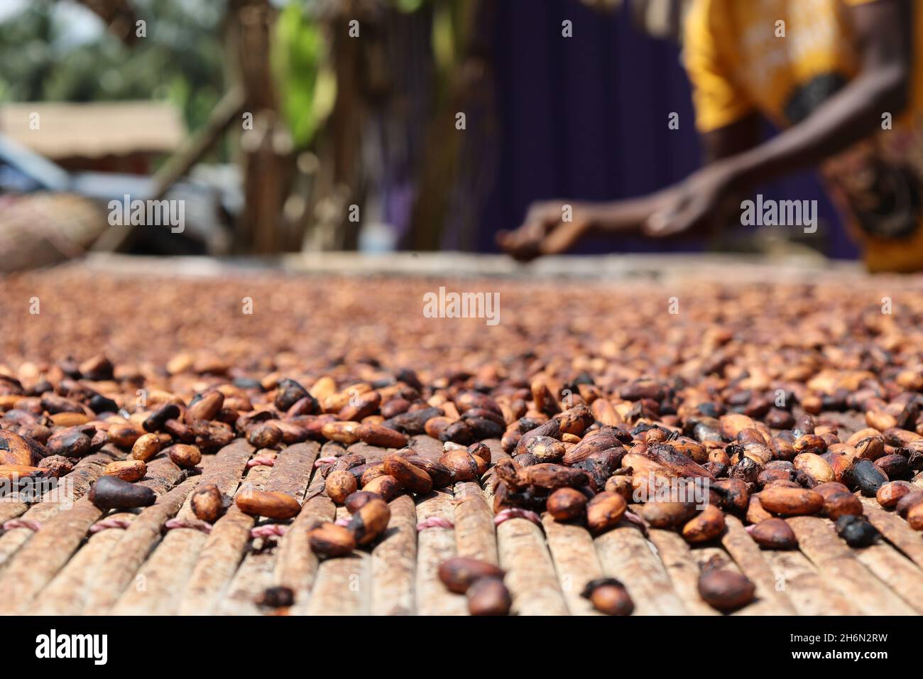 Ghana, Ghana. 15th Nov, 2021. A Ghanaian farmer dries cocoa beans under ...